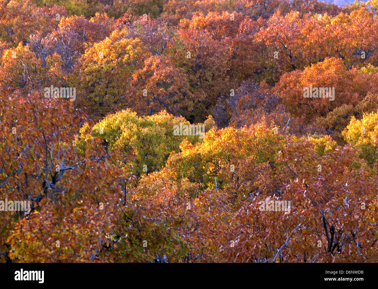 Autumn leaves change colors on Skyline Drive Blue Ridge Mountains ...