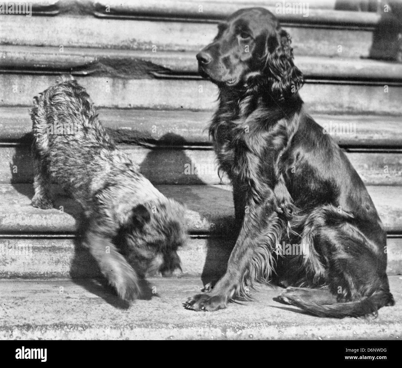 Whoopie and Englehurst Gillette two of the White House dogs under ...