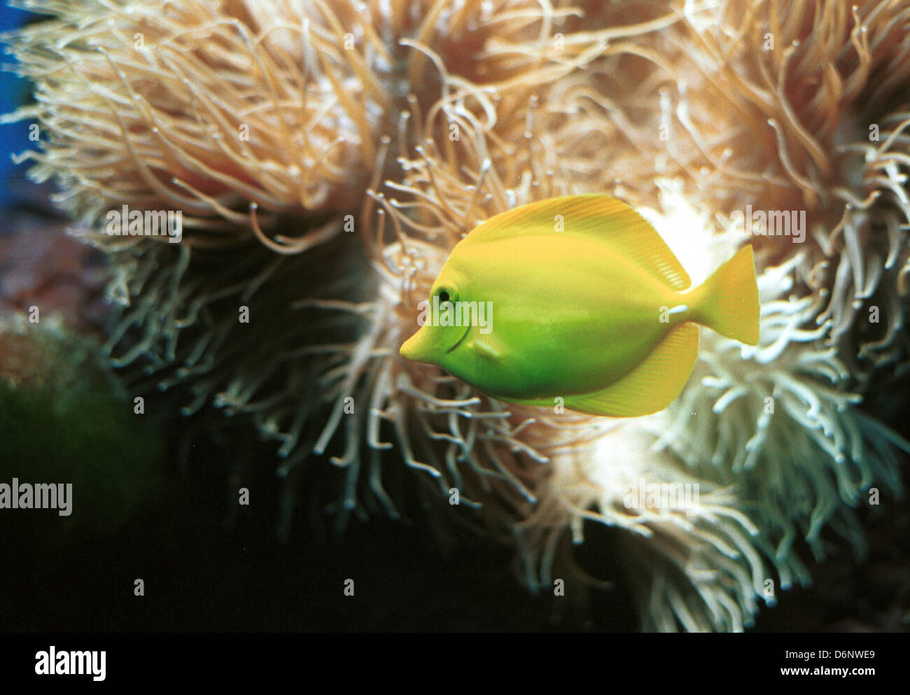 Yellow tang arrow like shape to dorsal and ventral fins hi-res stock ...