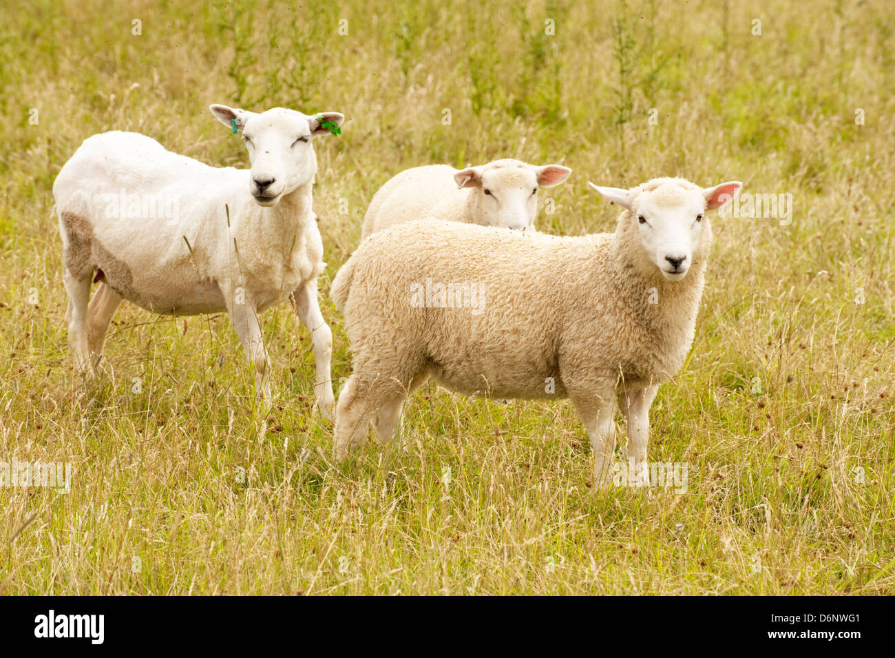 Unshorn hi-res stock photography and images - Alamy