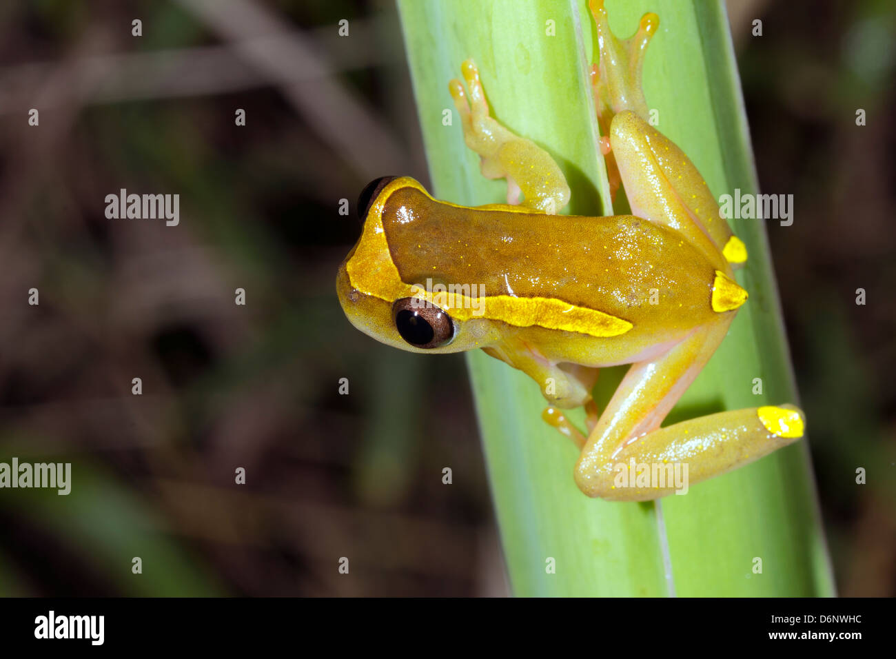 Upper Amazon Treefrog (Dendropsophus bifurcus Stock Photo - Alamy