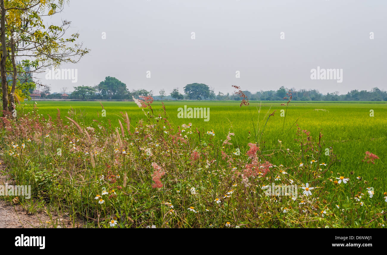 Big rice field hi-res stock photography and images - Alamy