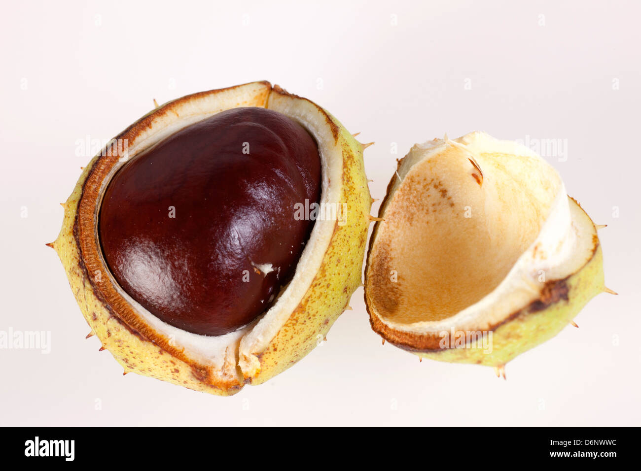 Berlin, Germany, nut fruit of the horse chestnut Stock Photo - Alamy