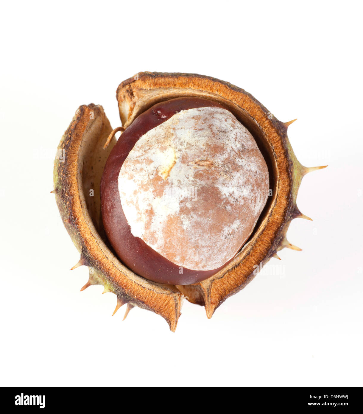 Chestnut prickly fruit hi-res stock photography and images - Alamy