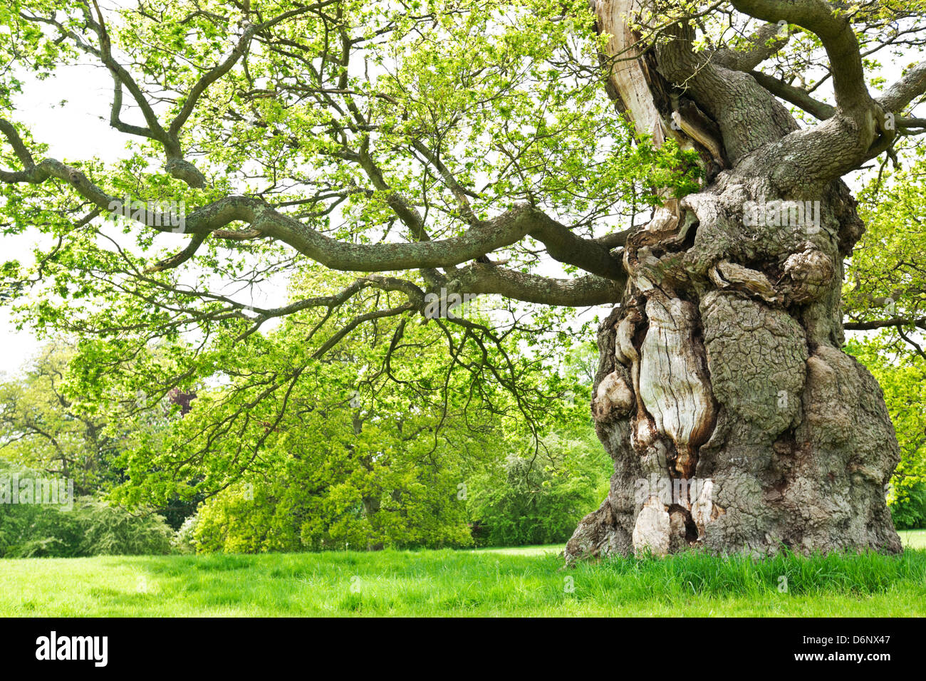 An ancient oak tree with new leaves above the green grass in late ...
