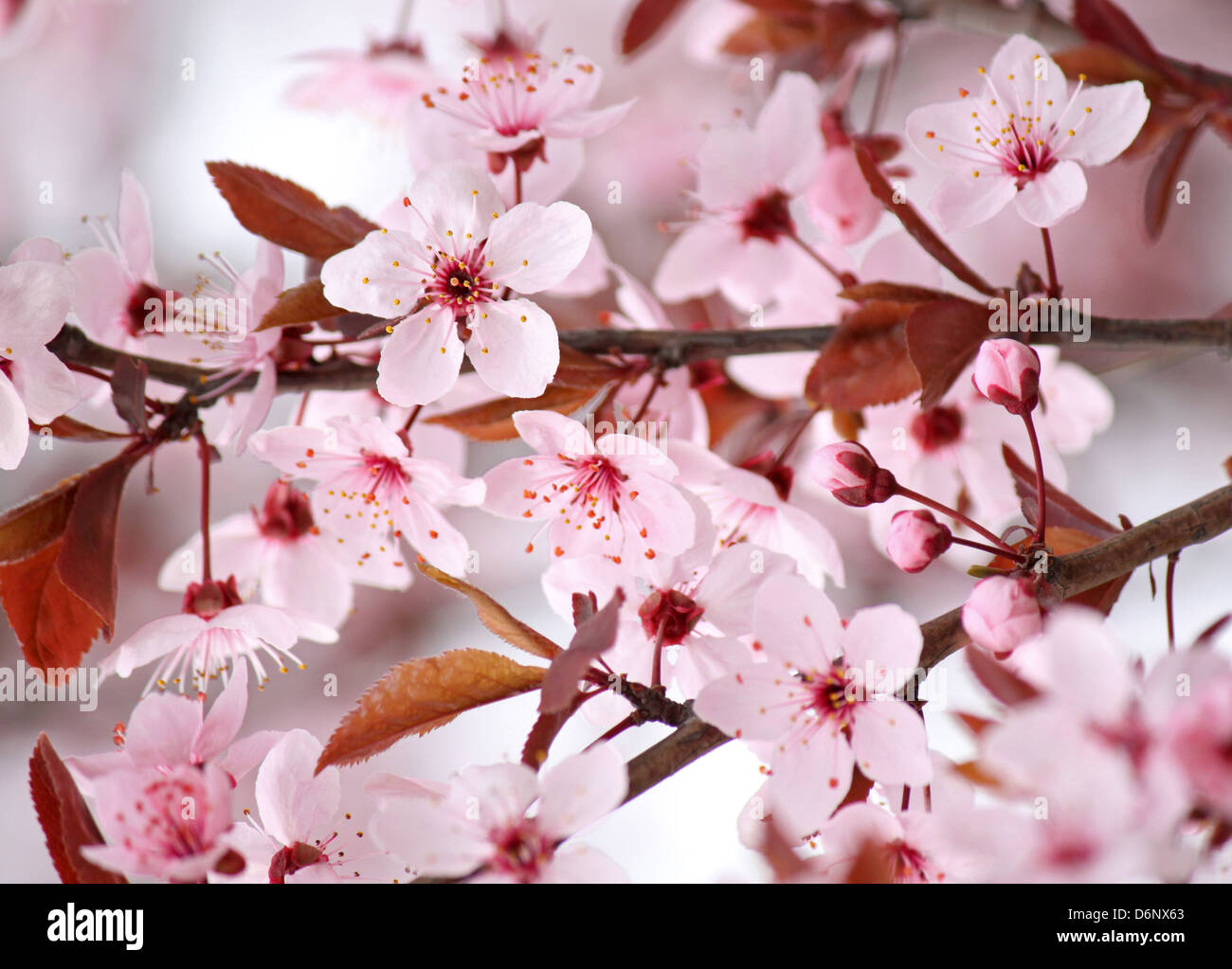 pink blossom on tree at spring Stock Photo - Alamy