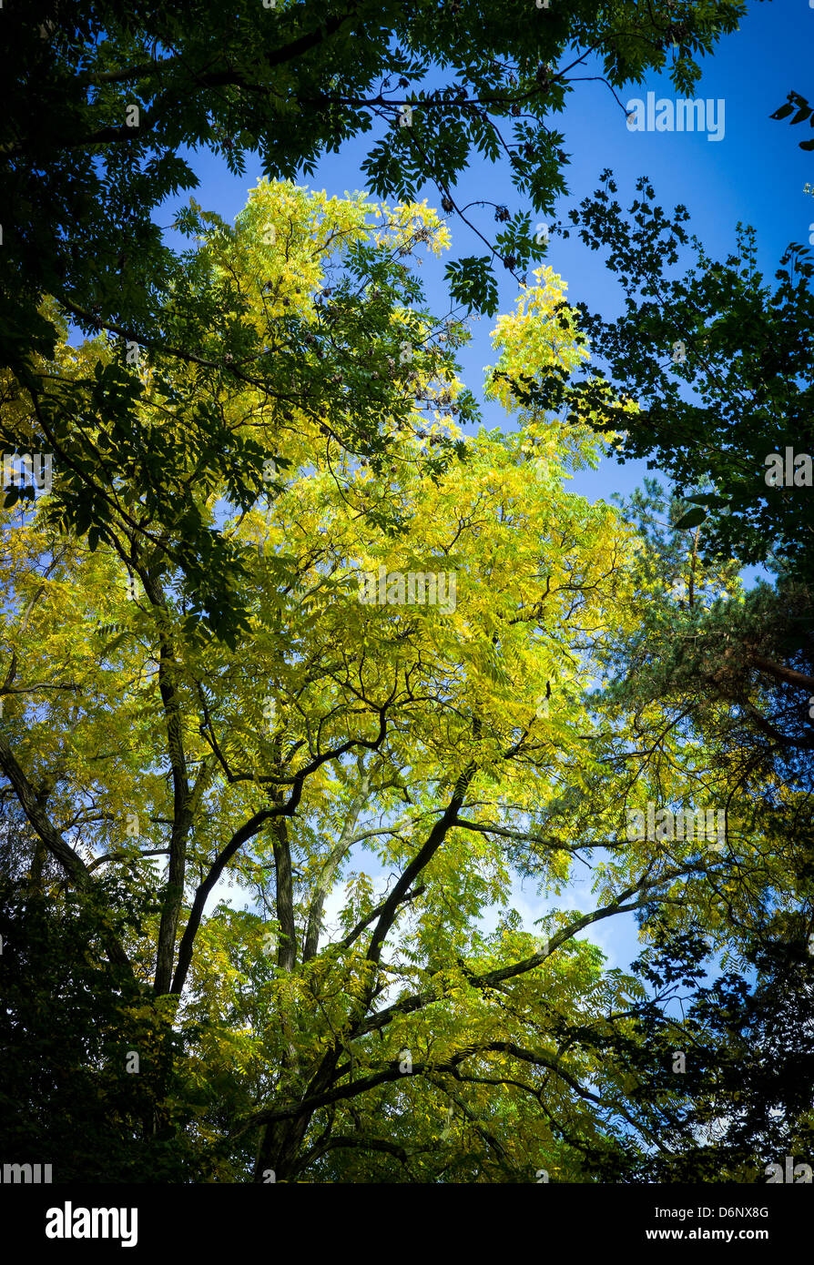 Hilkerode, Germany, Treetop people in the Botanical Pankow Stock Photo ...