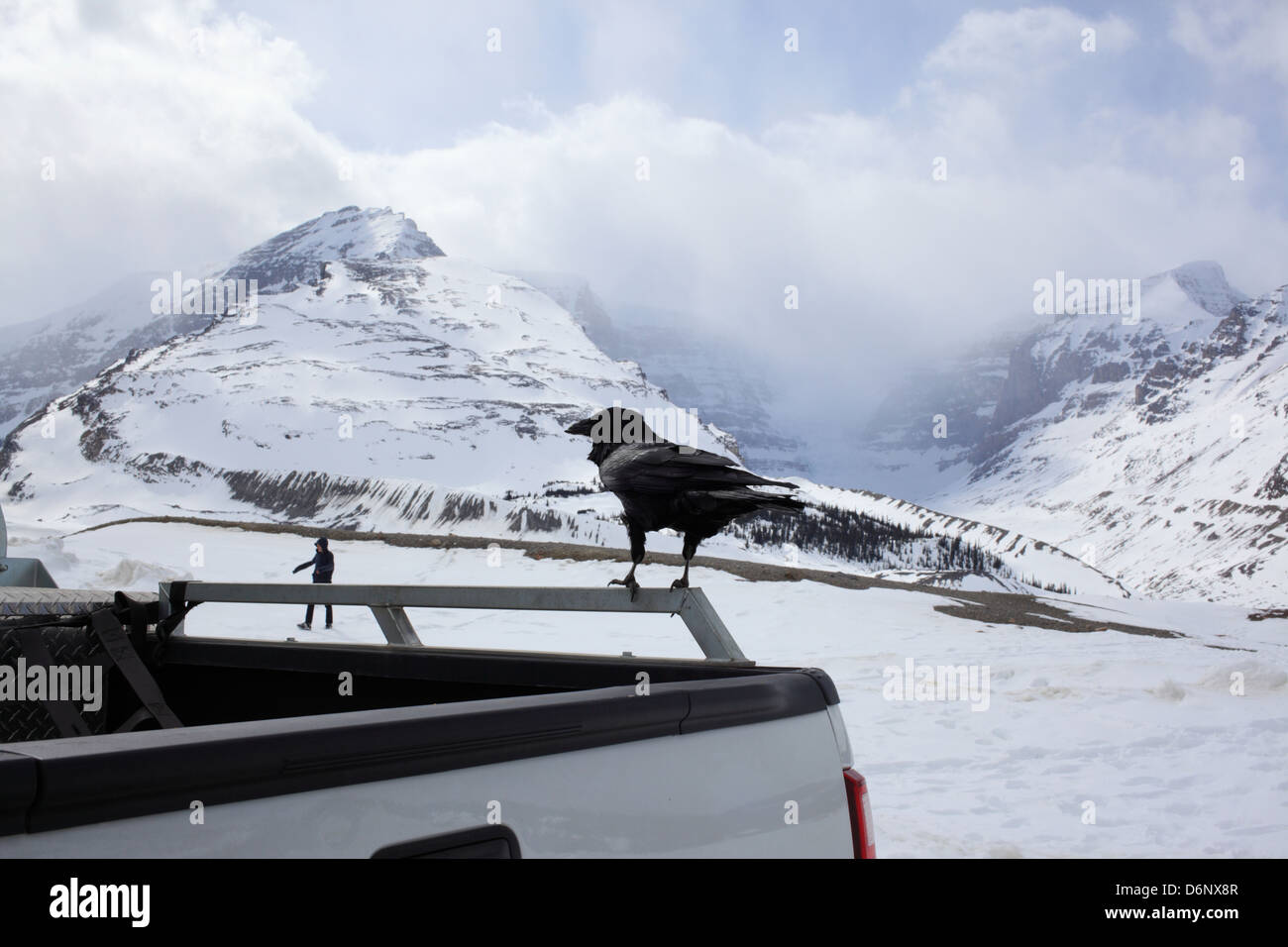 A crow at the Athabasca Glacier (Columbia Icefields) in Alberta, Jasper ...