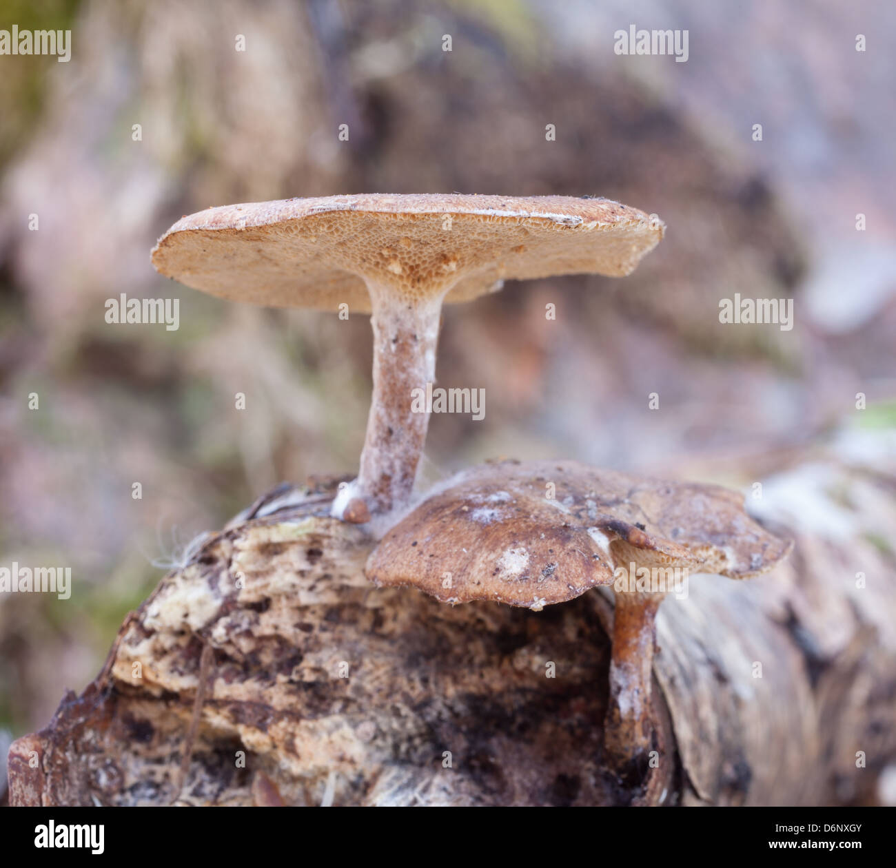 Polyporus mushroom hi-res stock photography and images - Alamy