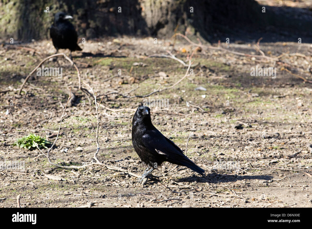 Crow track hi-res stock photography and images - Alamy