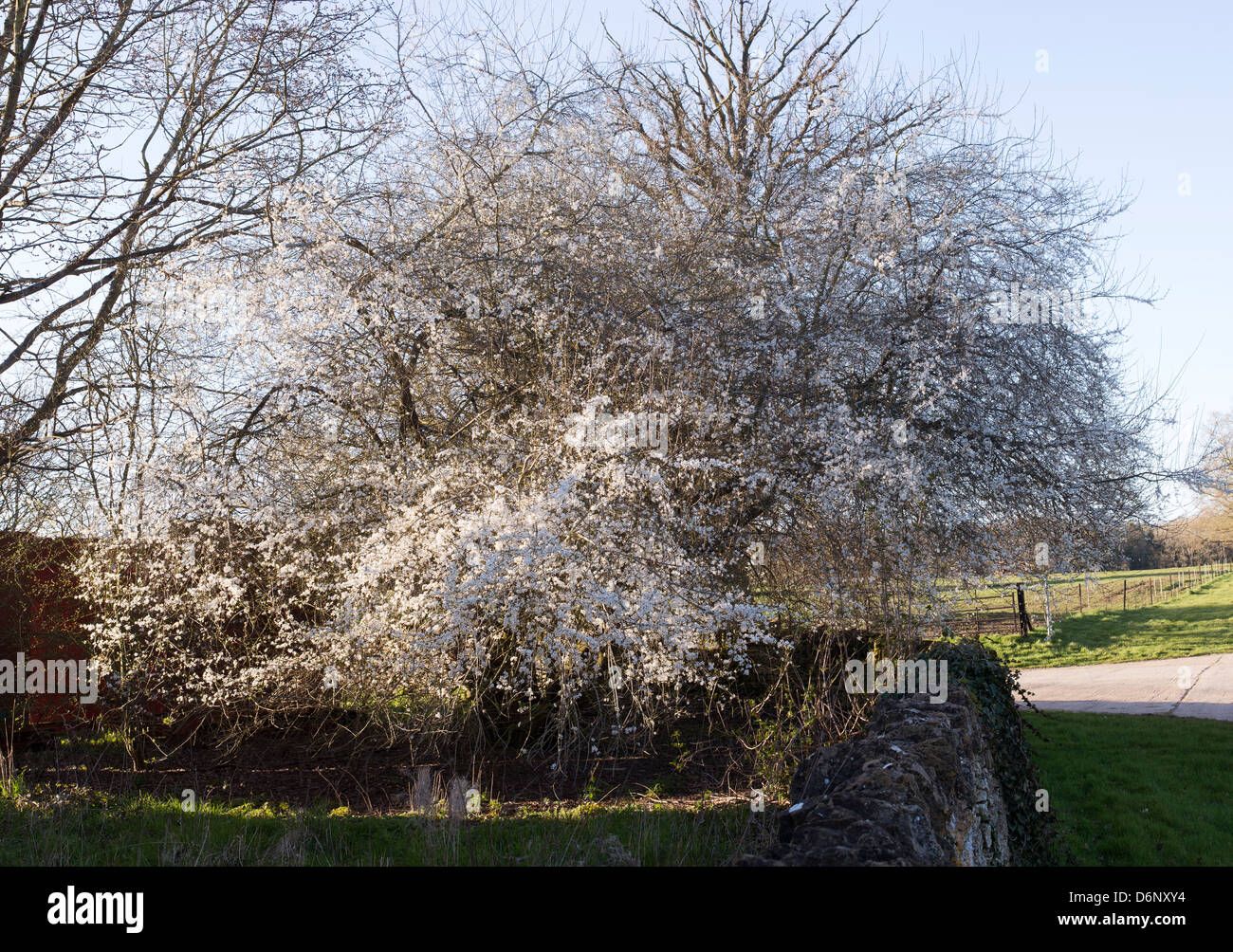 Blackthorn, Prunus spinosa, Sloe tree blossom. Oxfordshire, England ...