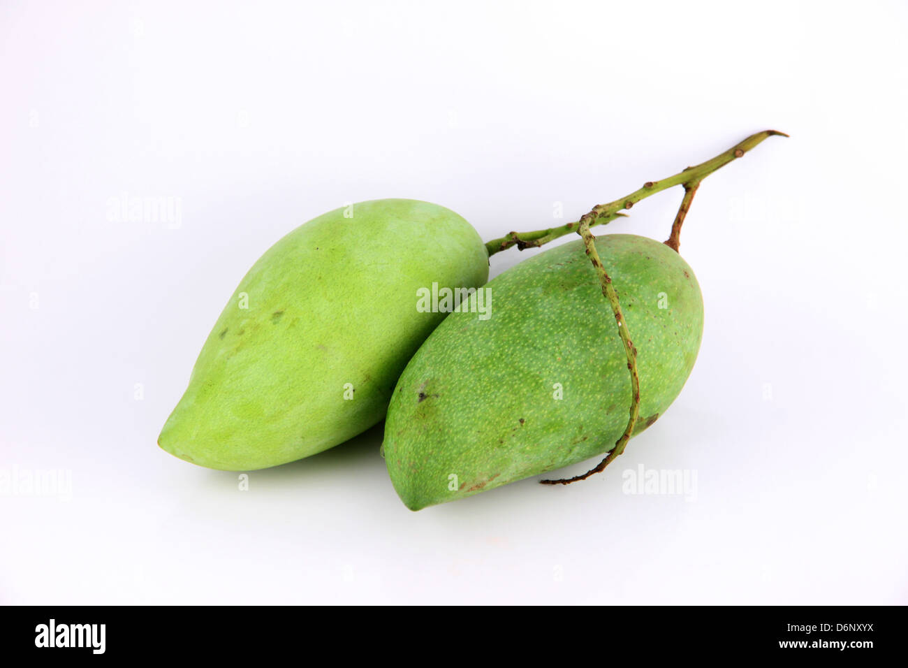 The Ripe mangoes are in the yellow color,on white Background Stock ...