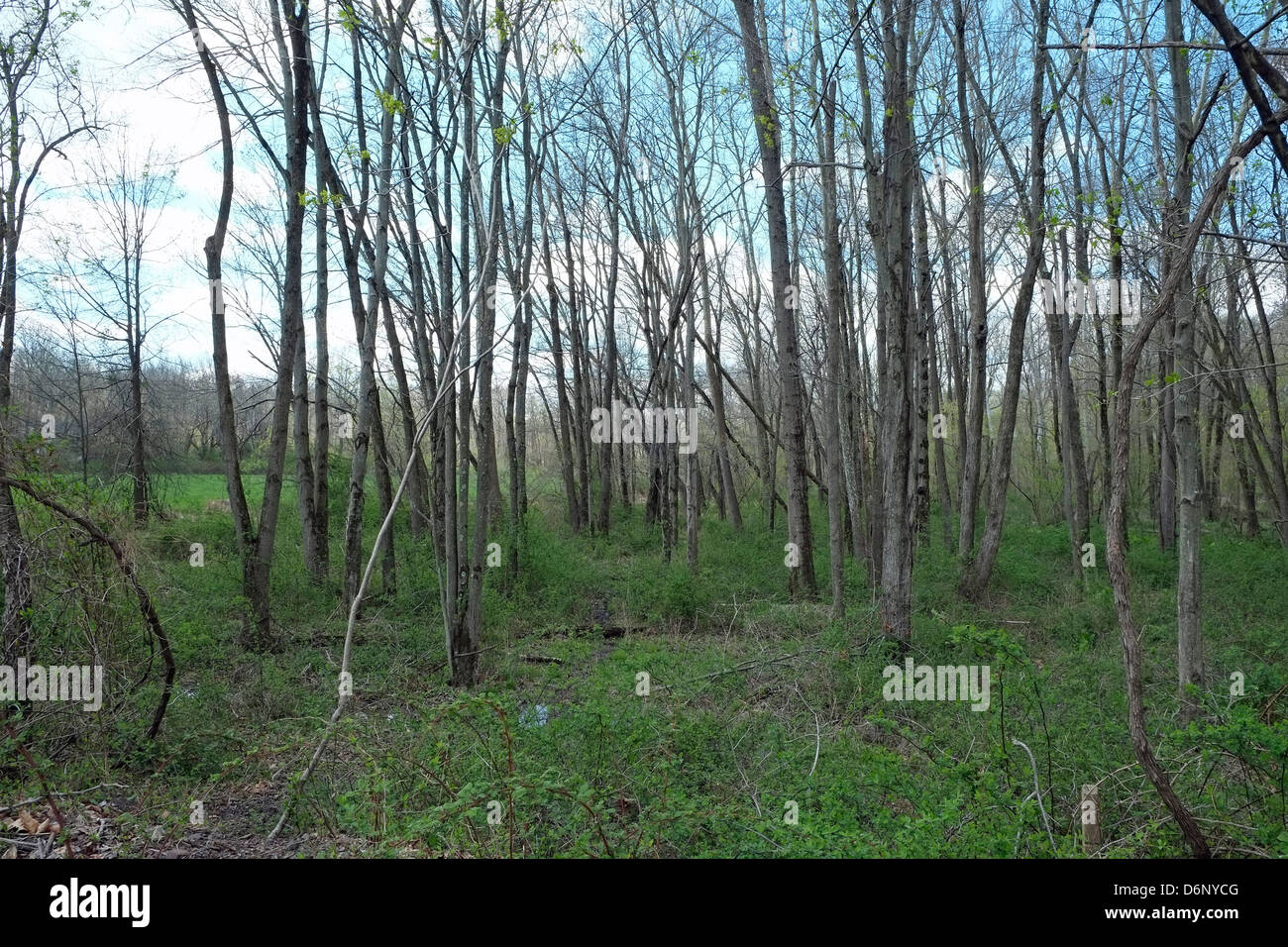 Trees clearing hi-res stock photography and images - Alamy
