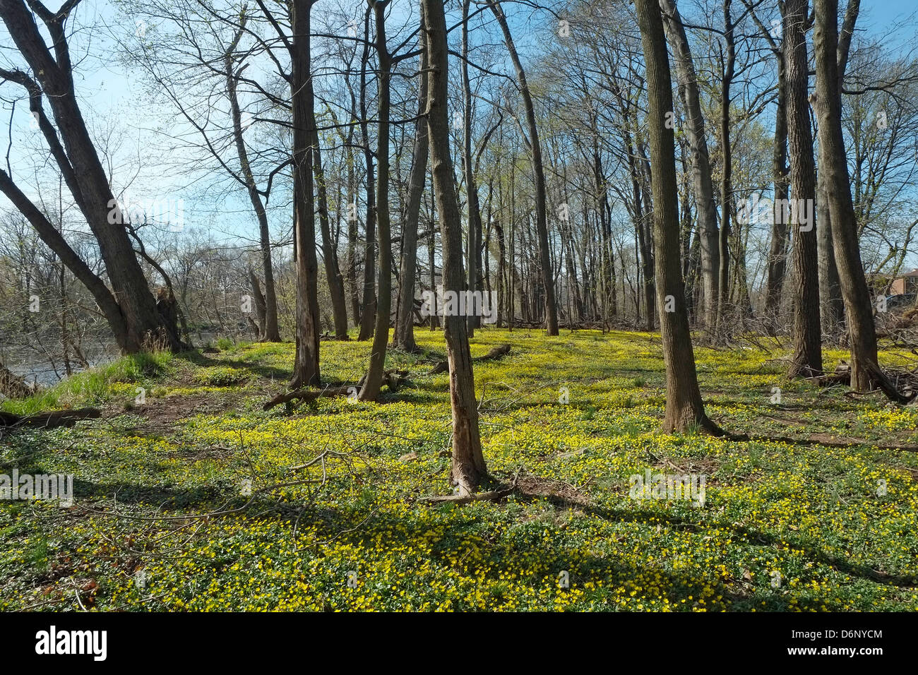 Forest clearing flowers hi-res stock photography and images - Alamy