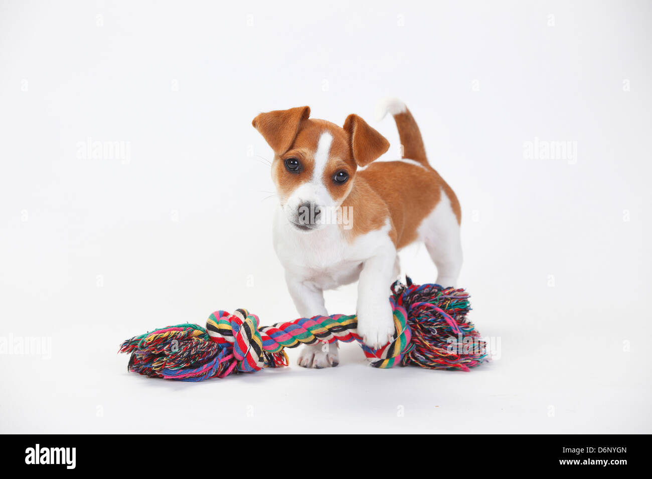 Jack Russell Terrier, puppy, 9 weeks / toy Stock Photo - Alamy