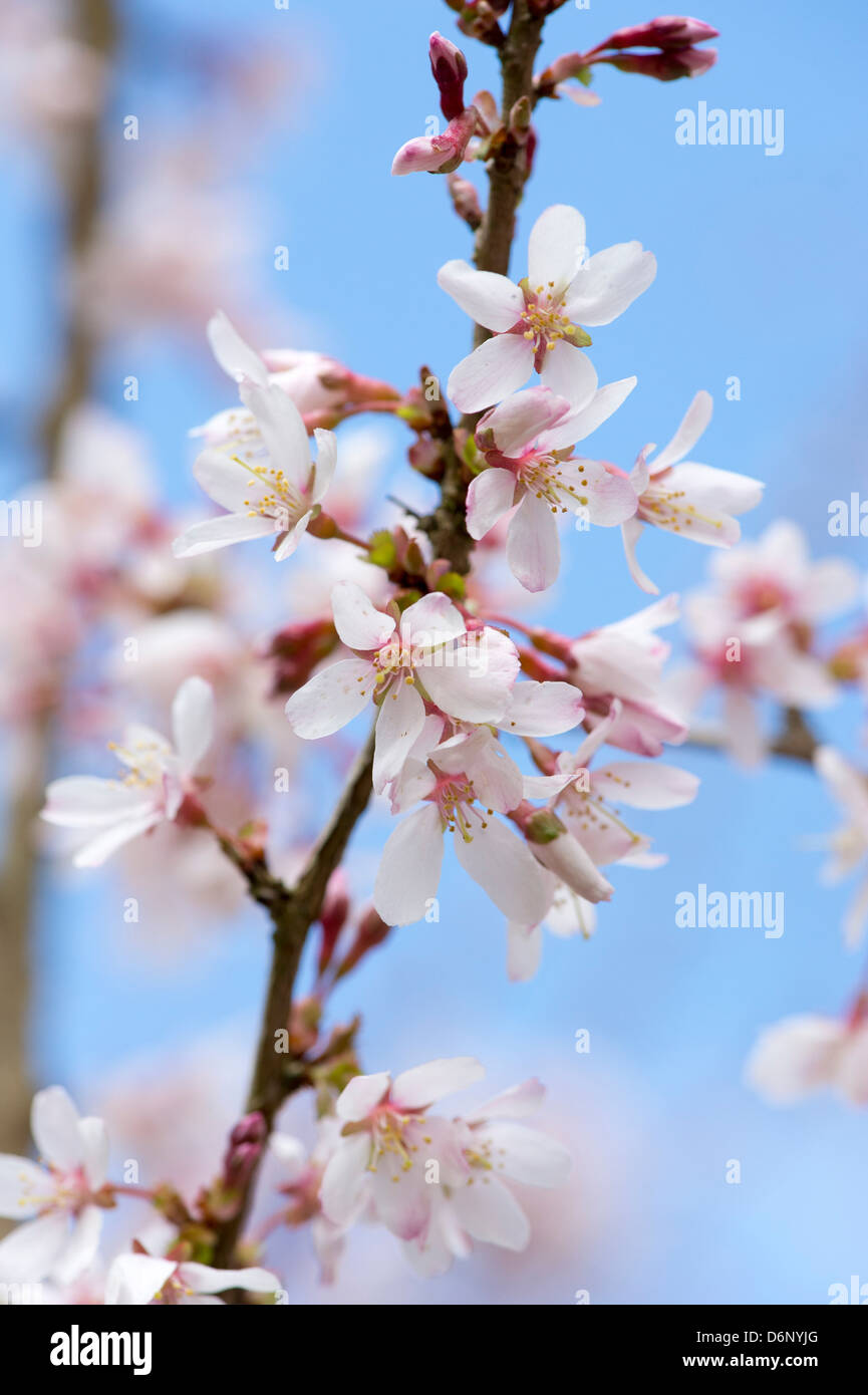 Prunus incisa hi-res stock photography and images - Alamy