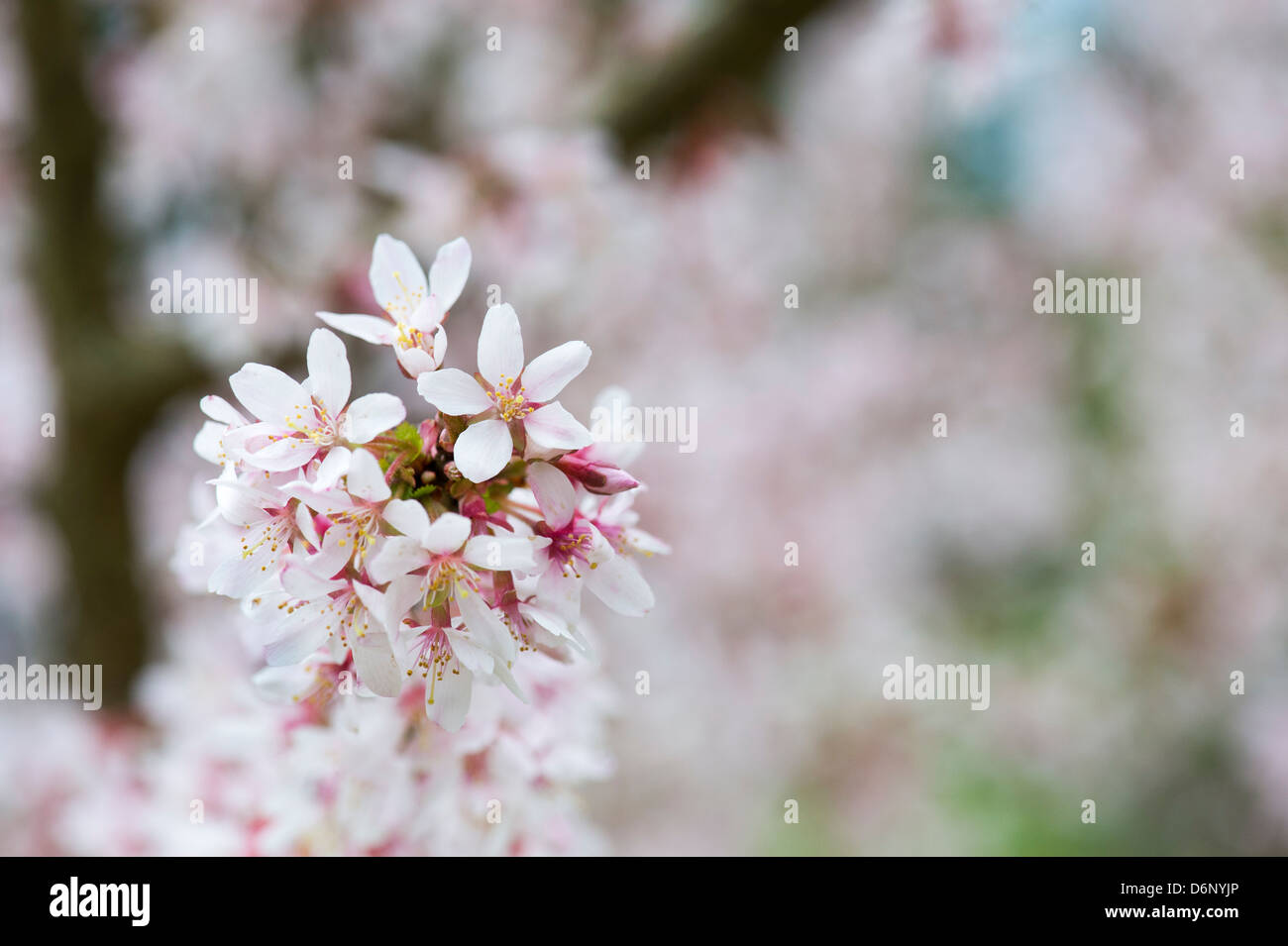 Prunus incisa hi-res stock photography and images - Alamy
