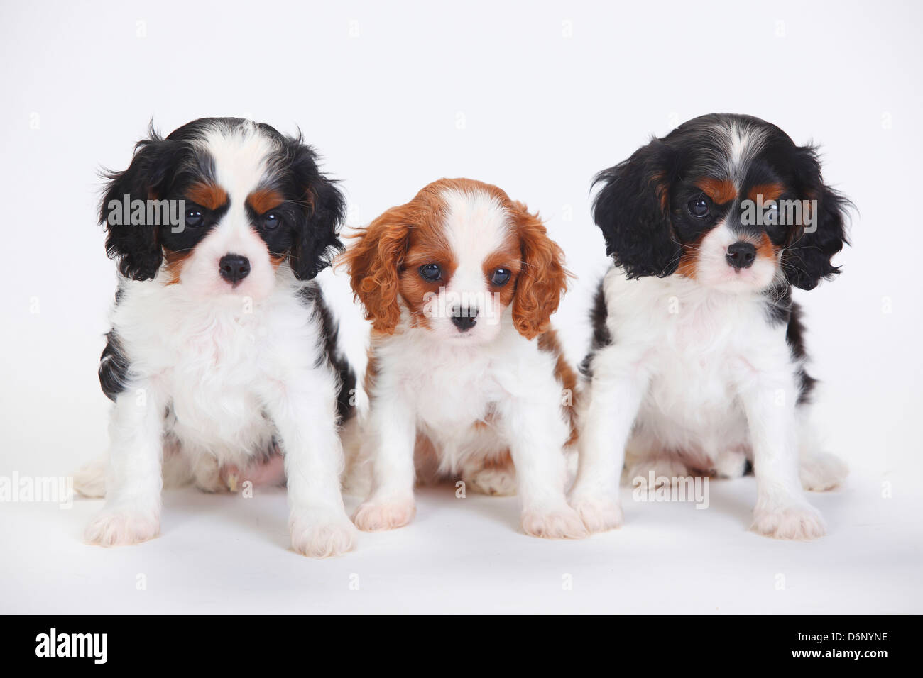 Cavalier King Charles Spaniel, puppies, tricolour and blenheim ...