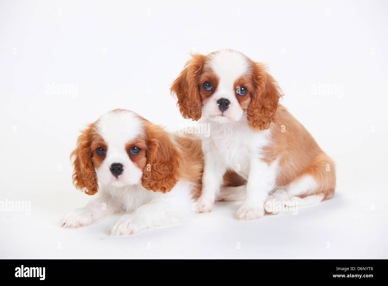 Cavalier King Charles Spaniel, puppies, blenheim |Cavalier King Charles ...