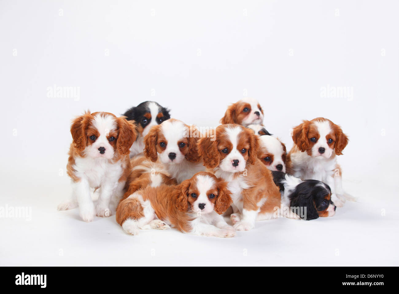 Cavalier King Charles Spaniel, puppies, tricolour and blenheim ...