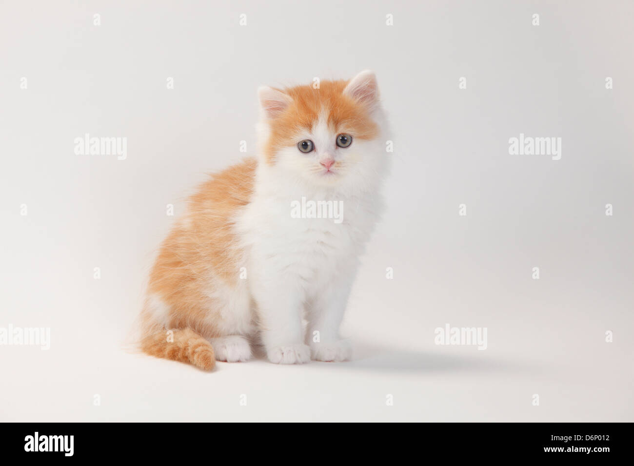 Red white highlander hi-res stock photography and images - Alamy