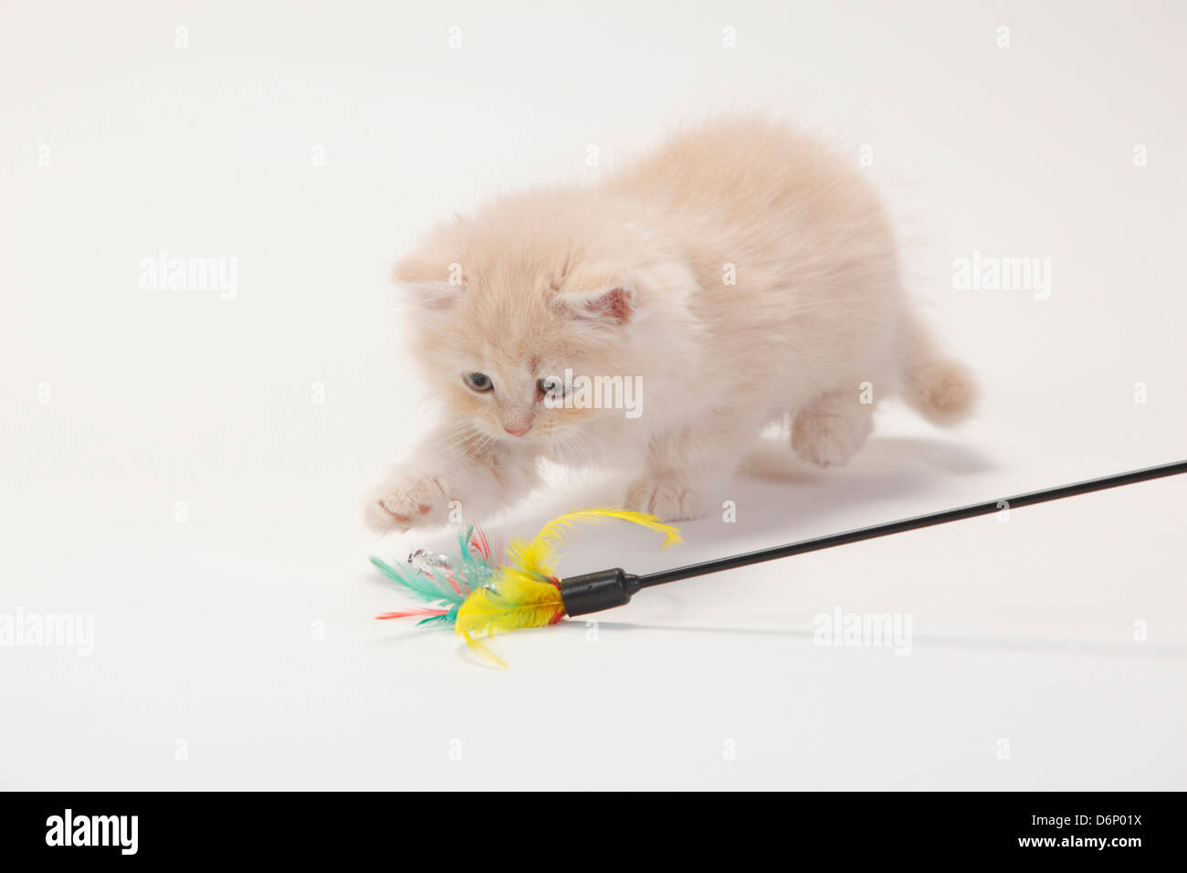 British Longhair Cat, kitten, 8 weeks, cream-white / Highlander ...
