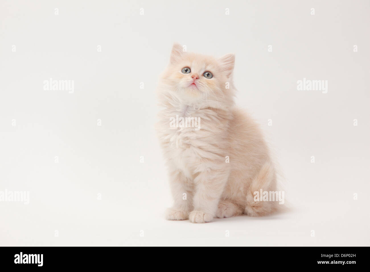 British Longhair Cat, kitten, 8 weeks, cream-white / Highlander ...