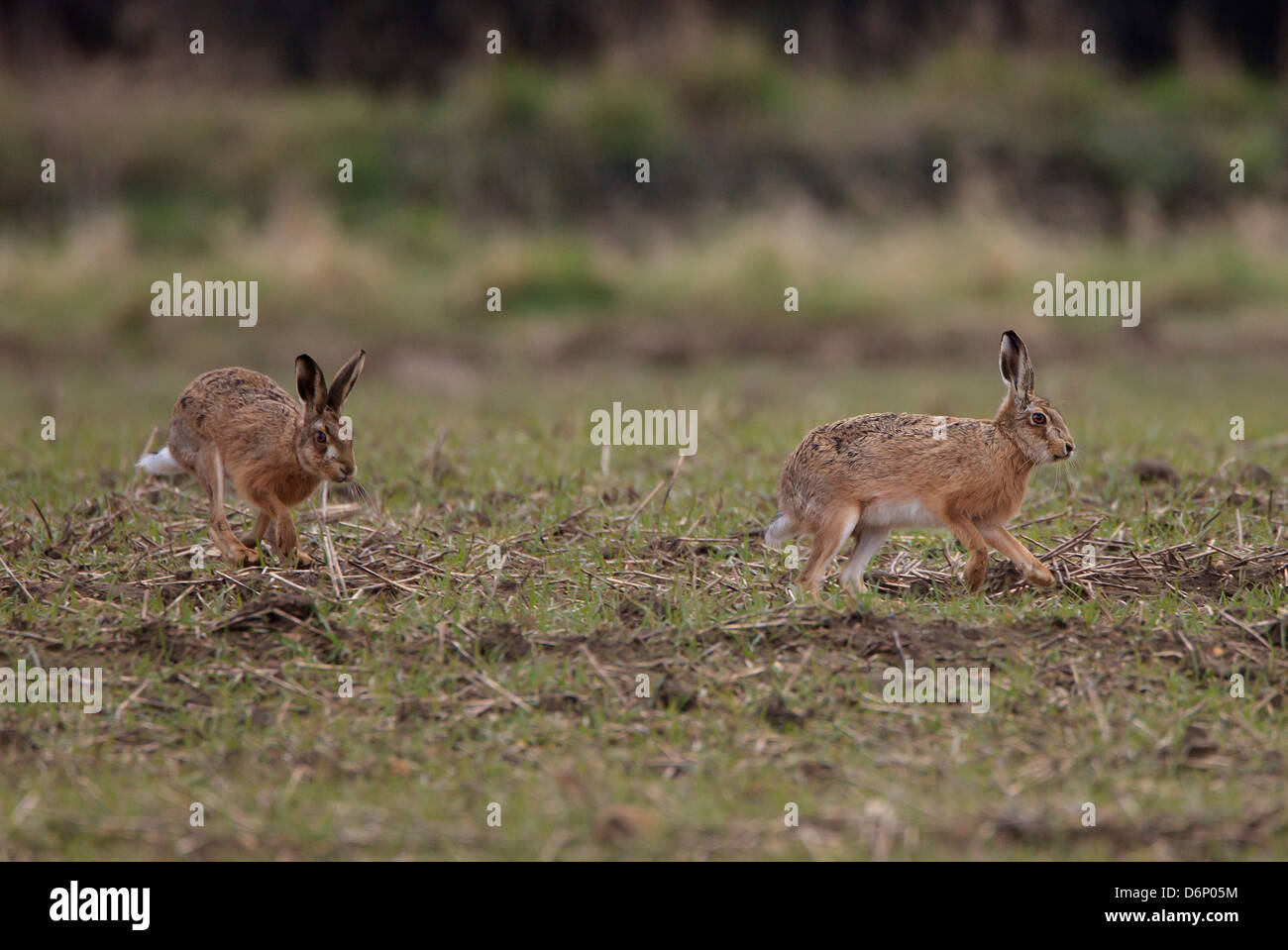 Brown Hare Lepus europaeus buck chasing doe across field in Oxfordshire ...
