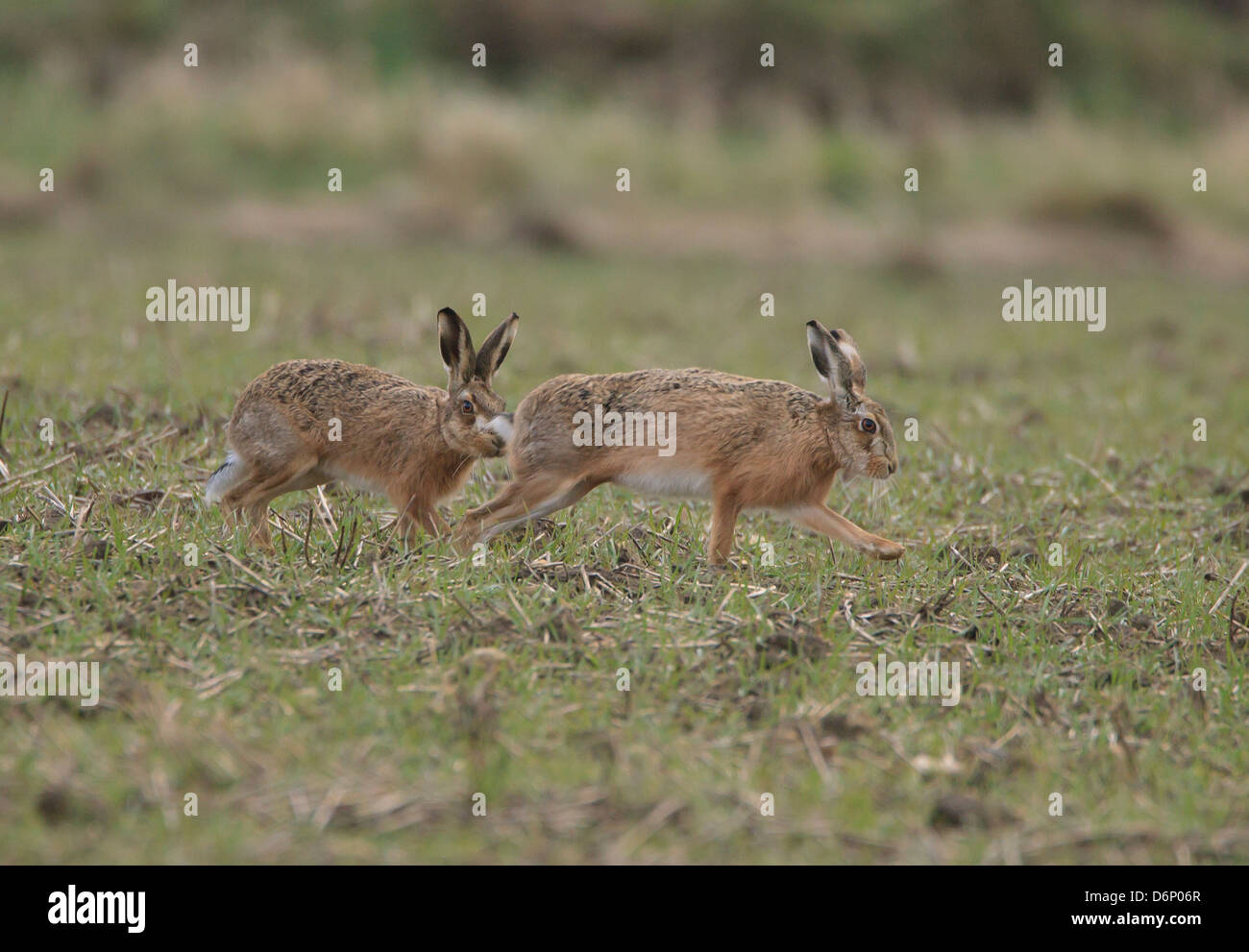 Brown Hare Lepus europaeus buck chasing doe across field in Oxfordshire ...