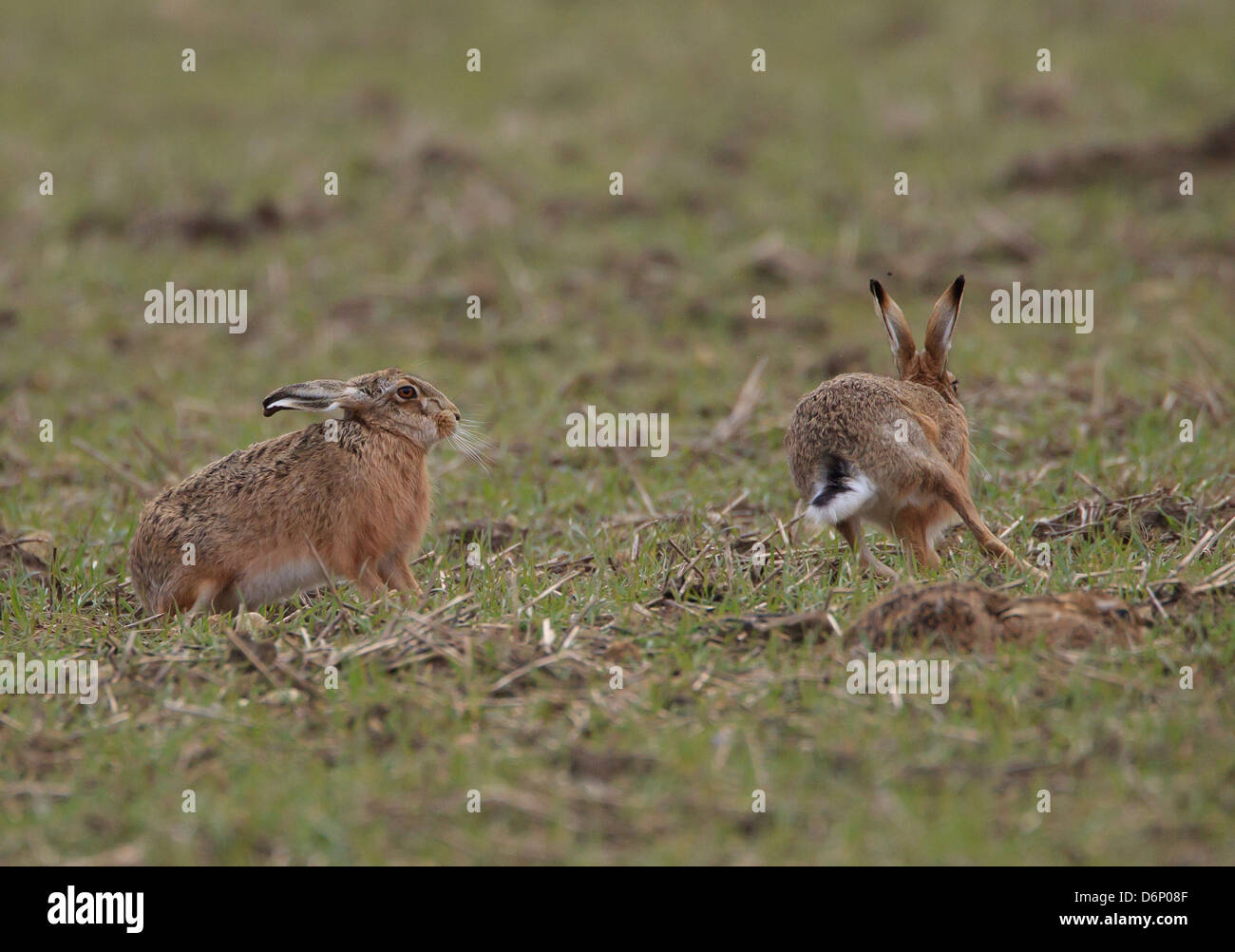 Buck hares hi-res stock photography and images - Alamy