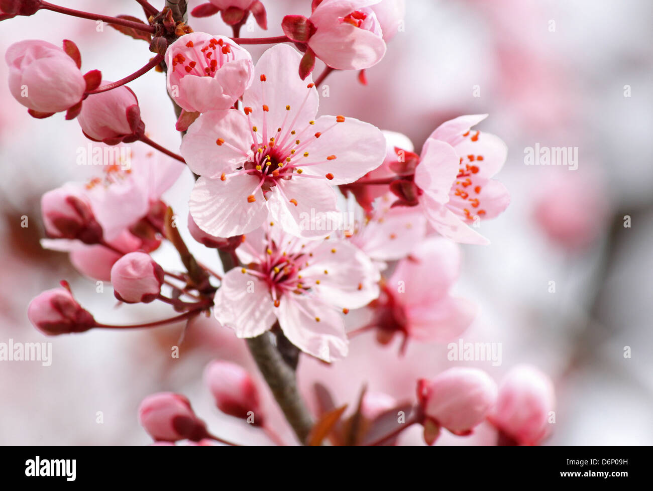 Pink bloom hi-res stock photography and images - Alamy