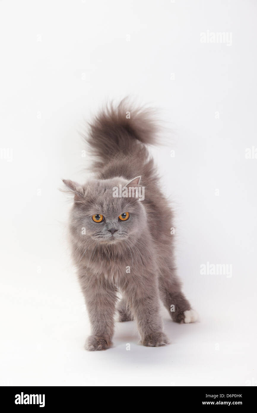 British Longhair Cat, blue-white / Highlander, Lowlander, Britanica ...