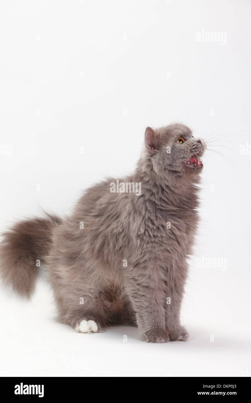 British Longhair Cat, blue-white / Highlander, Lowlander, Britanica ...