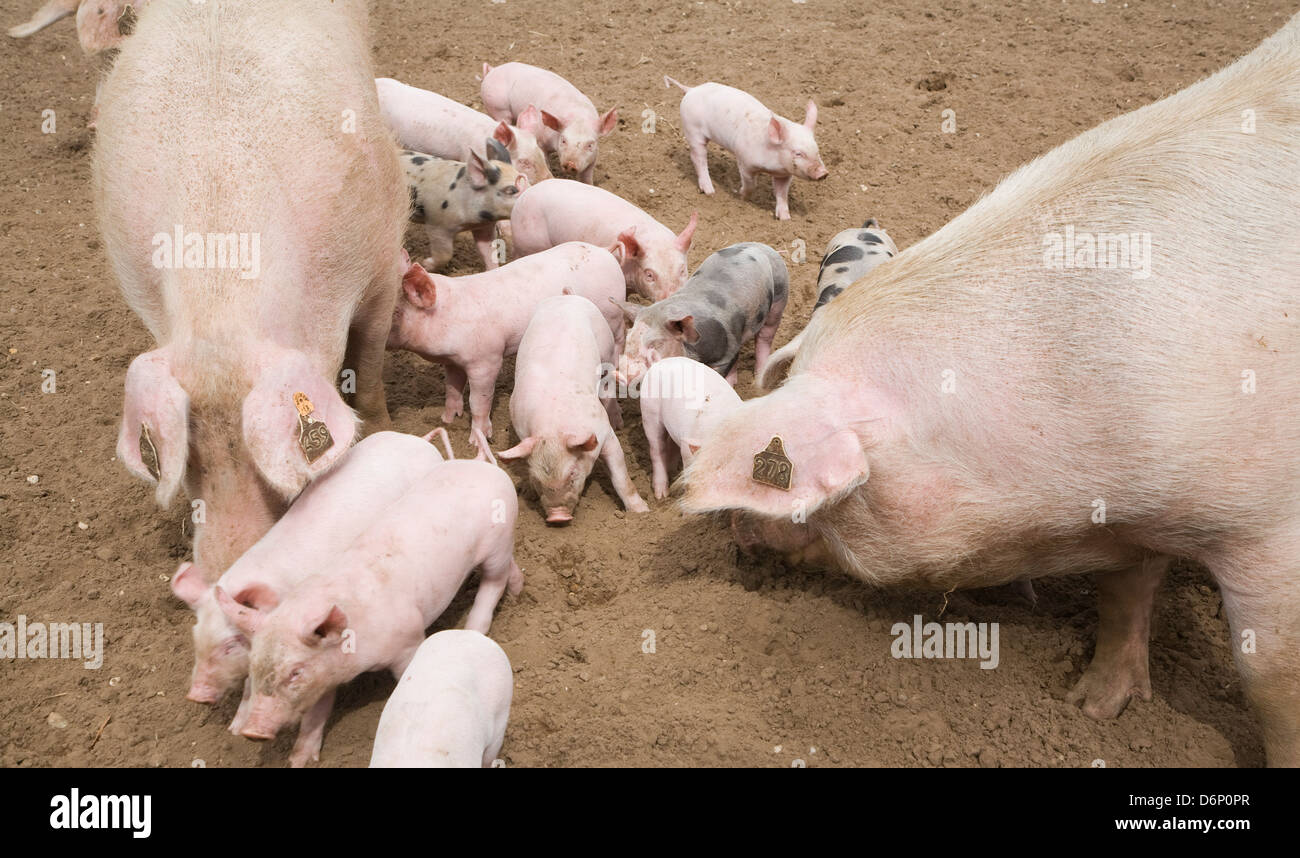 Sows And Piglets High Resolution Stock Photography and Images - Alamy