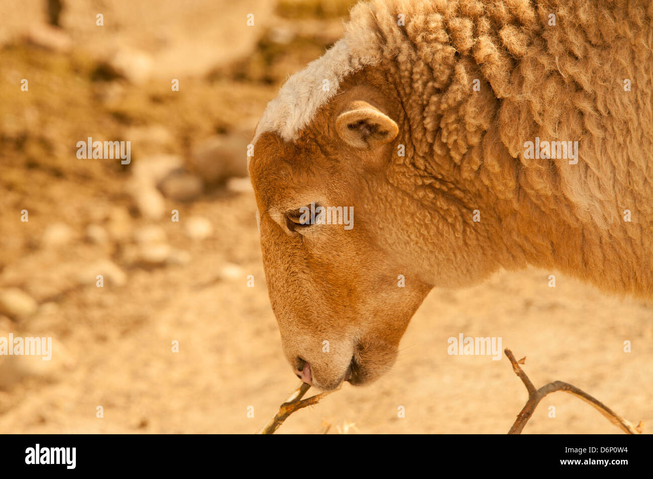 Ovis aries portrait hi-res stock photography and images - Alamy