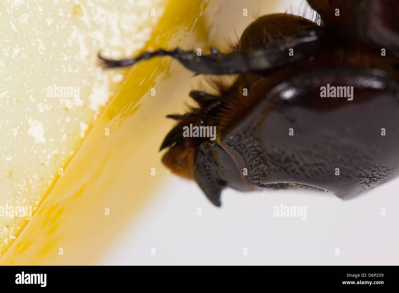 Beetle eating sweet fruit in macro short Stock Photo - Alamy