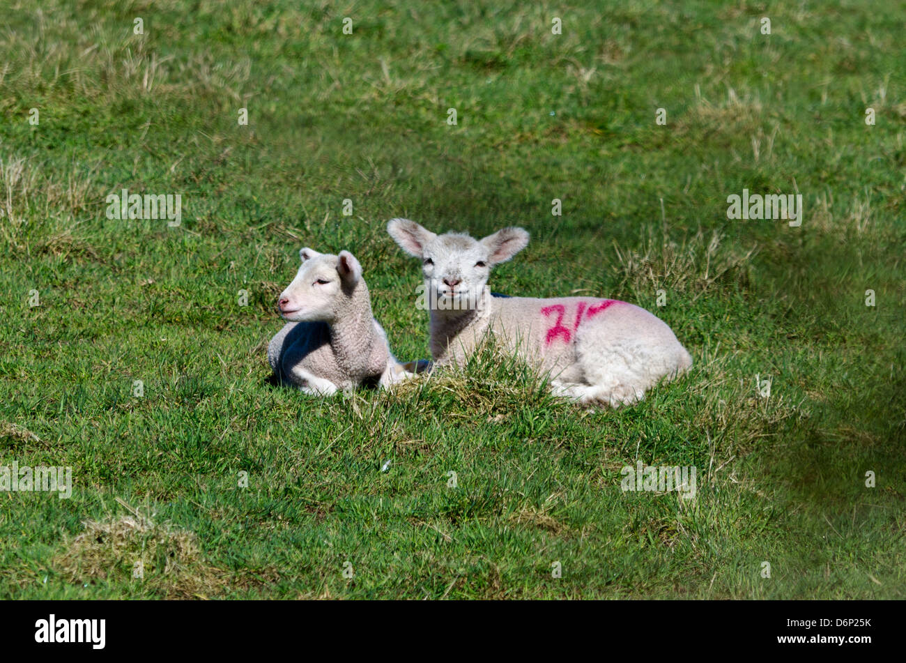 Two baby lambs in the sunshine Stock Photo - Alamy