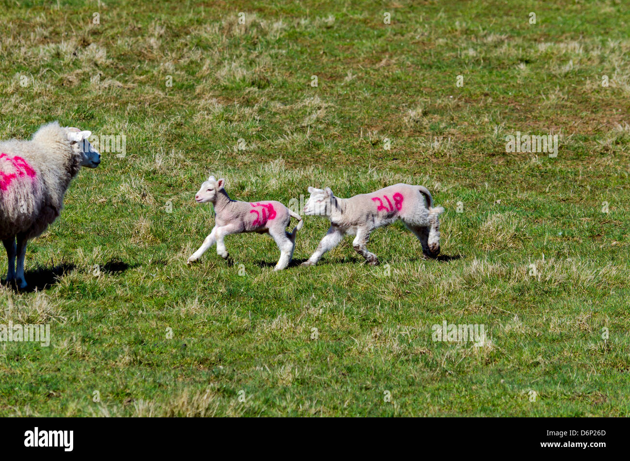 Two baby lambs running to mum Stock Photo - Alamy