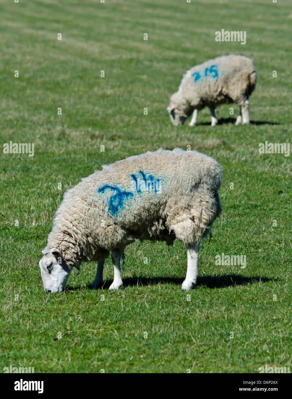 Two sheep eating Stock Photo - Alamy