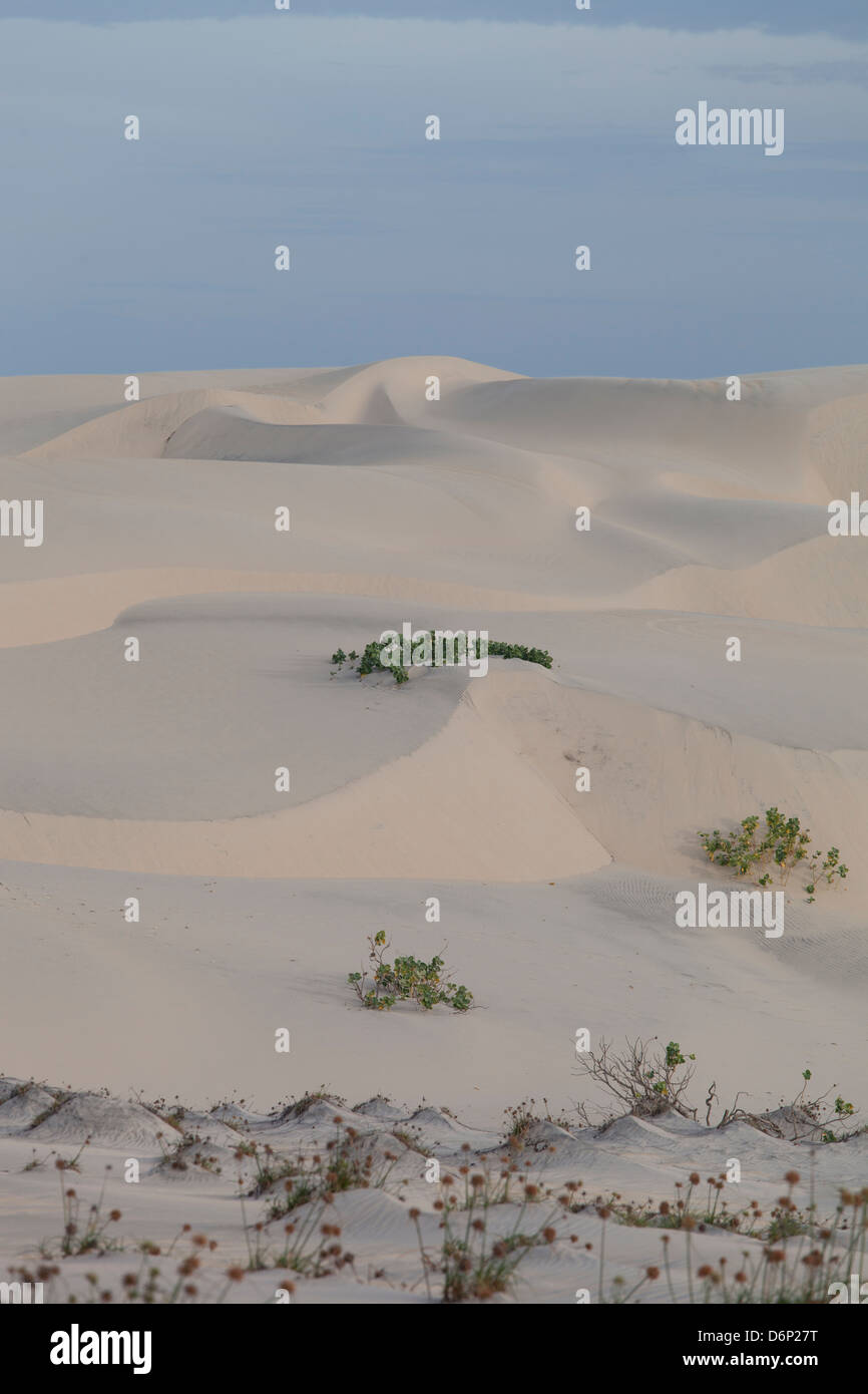 Gently undulating waves of sand Stock Photo - Alamy Gently undulating waves of sand Stock Photo - Alamy