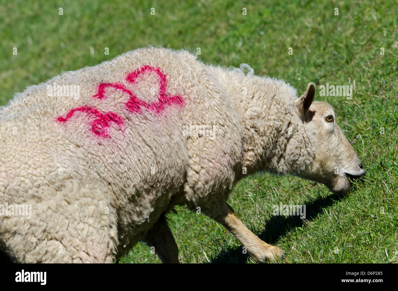 Sheep numbers hi-res stock photography and images - Alamy