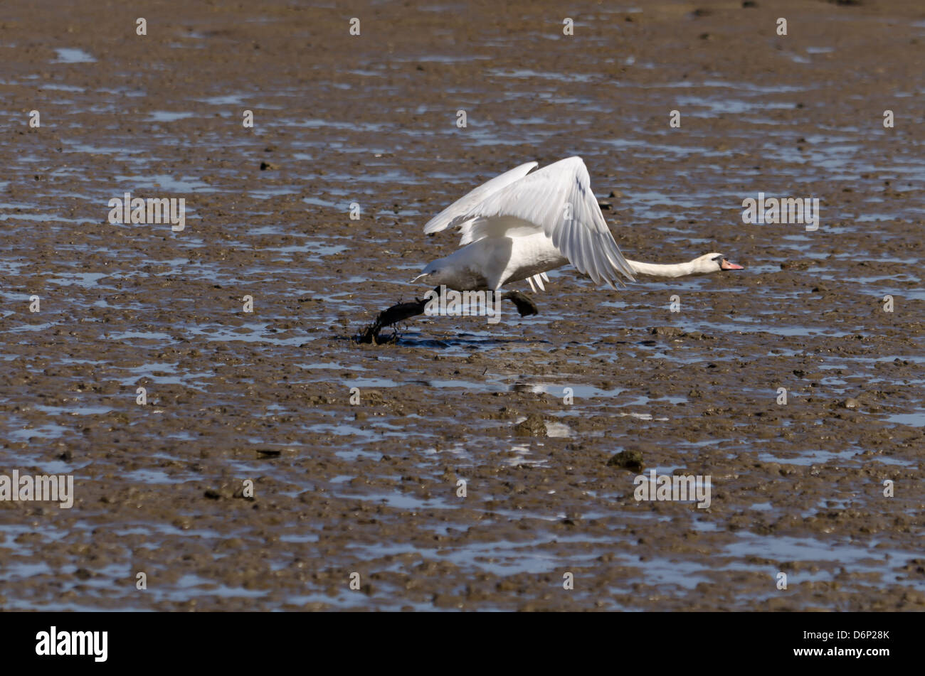 A swan running Stock Photo - Alamy