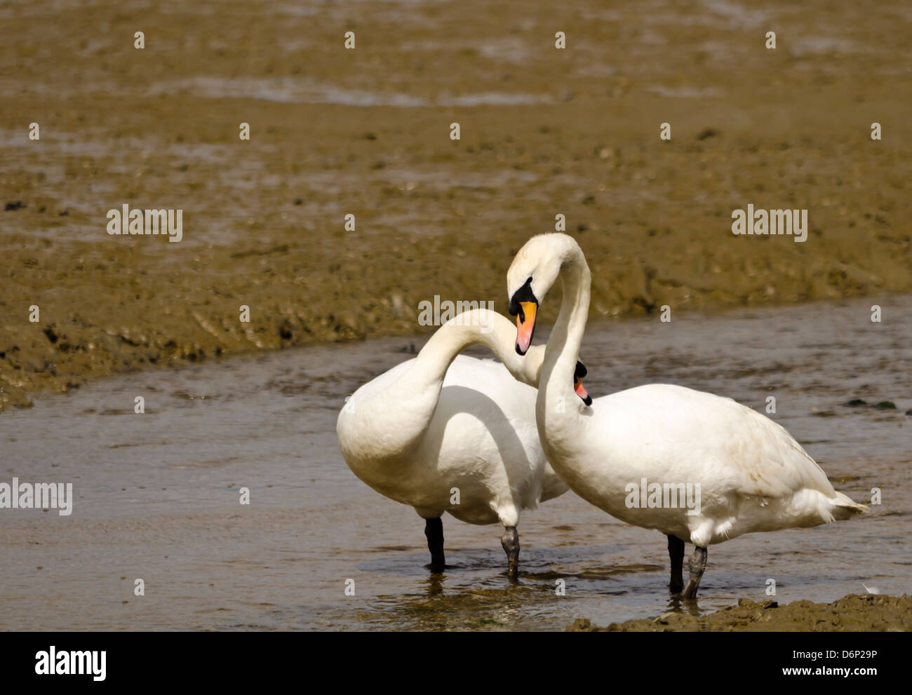 Mating swans hi-res stock photography and images - Alamy