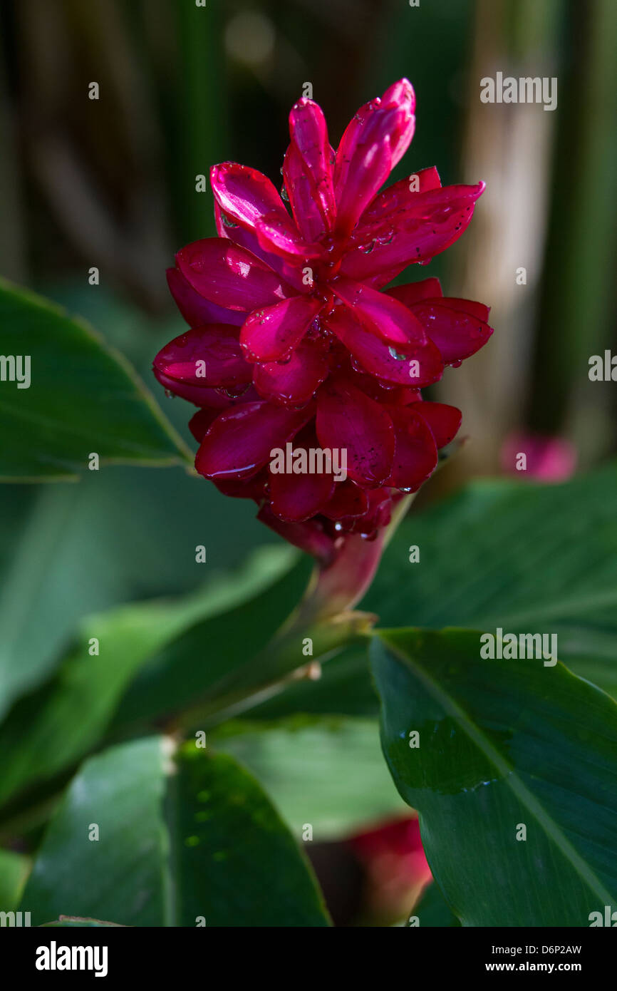 Prefers tropical climate hi-res stock photography and images - Alamy