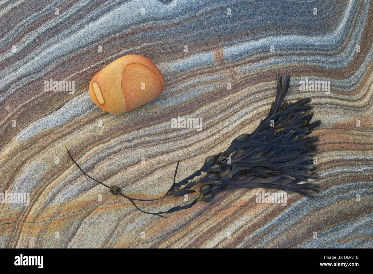 Bladder wrack (Fucus vesiculosus) and sandstone patterns ...