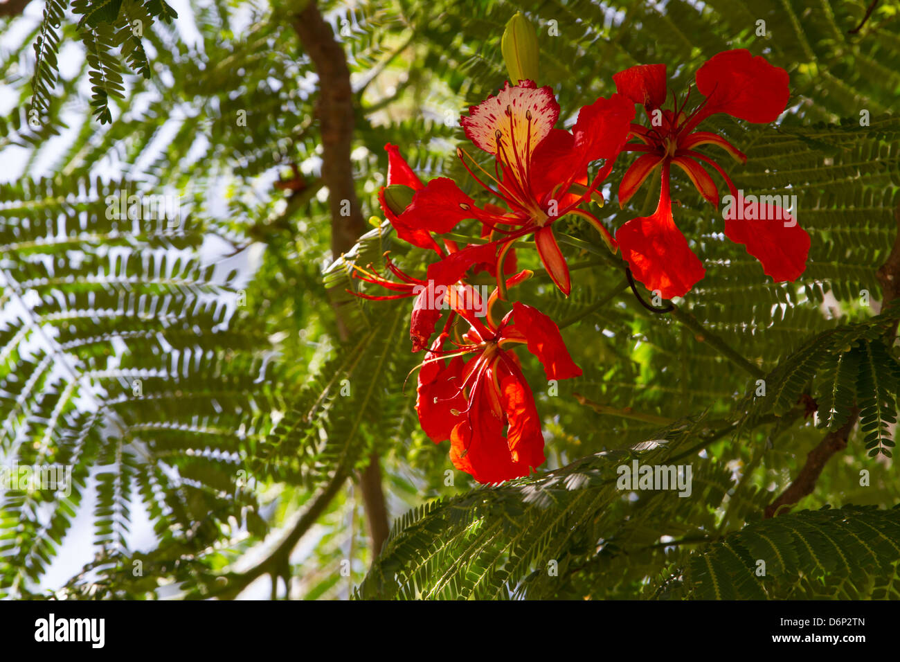 Yellow poinciana tree hi-res stock photography and images - Alamy