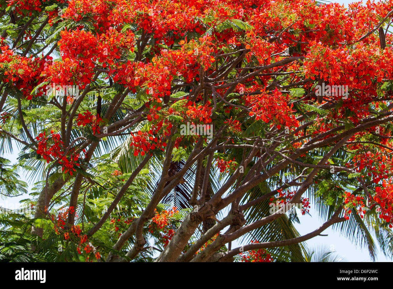 Royal poinciana tree hi-res stock photography and images - Alamy