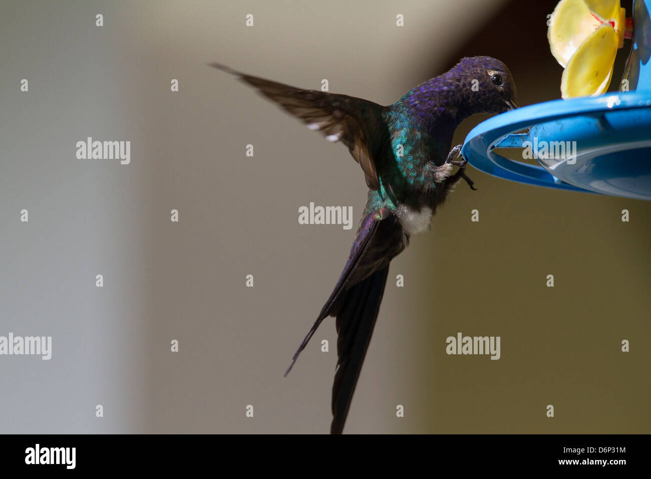 Hummingbird: Swallow-tailed Hummingbird Stock Photo - Alamy