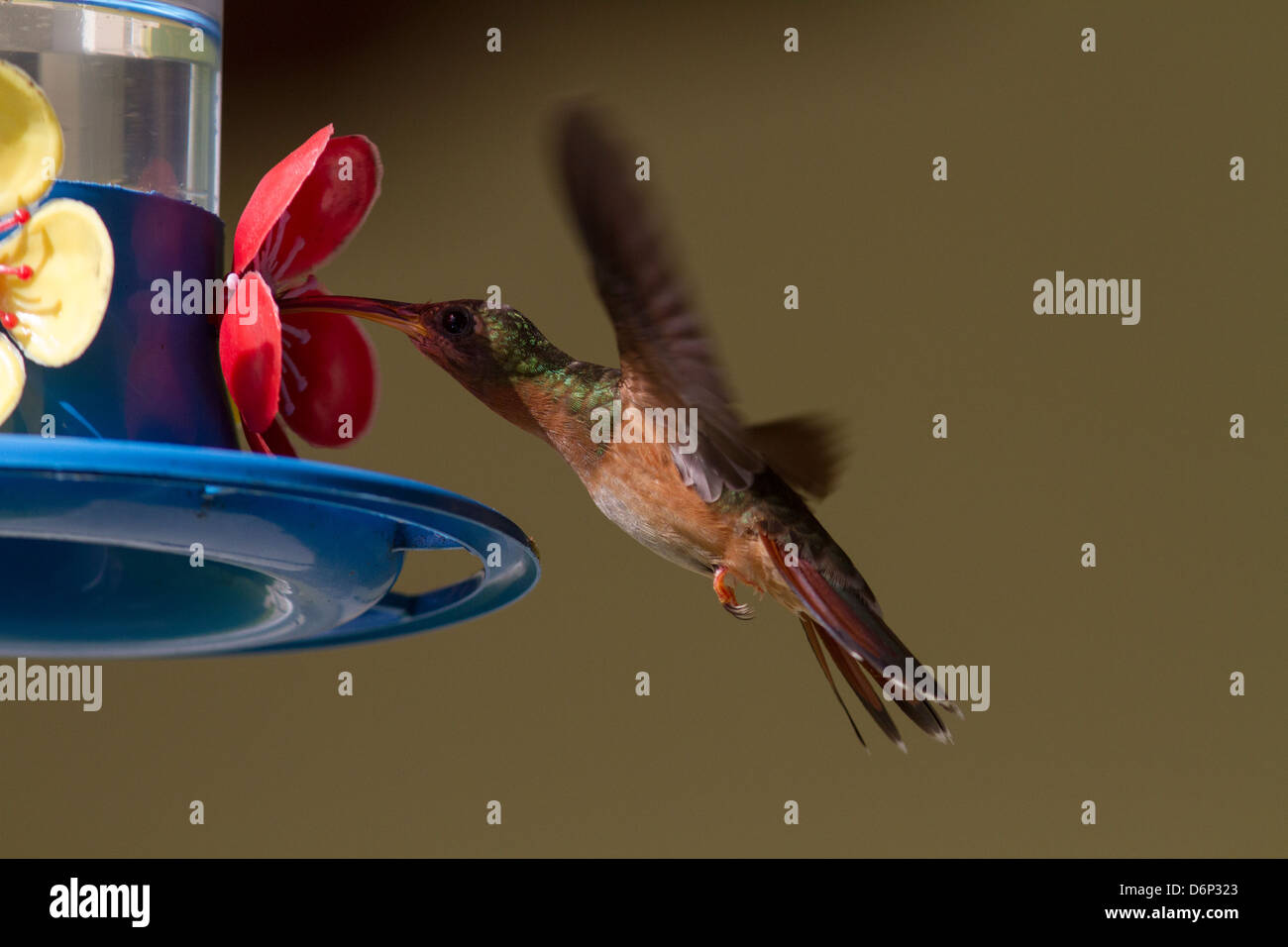Hummingbird: Ruby Topaz Stock Photo - Alamy