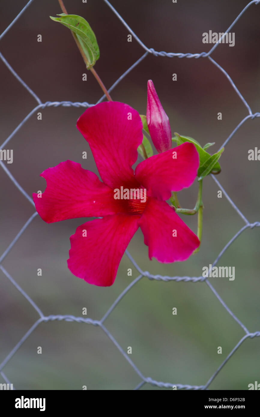 Red flower brazilian plant hi-res stock photography and images - Alamy